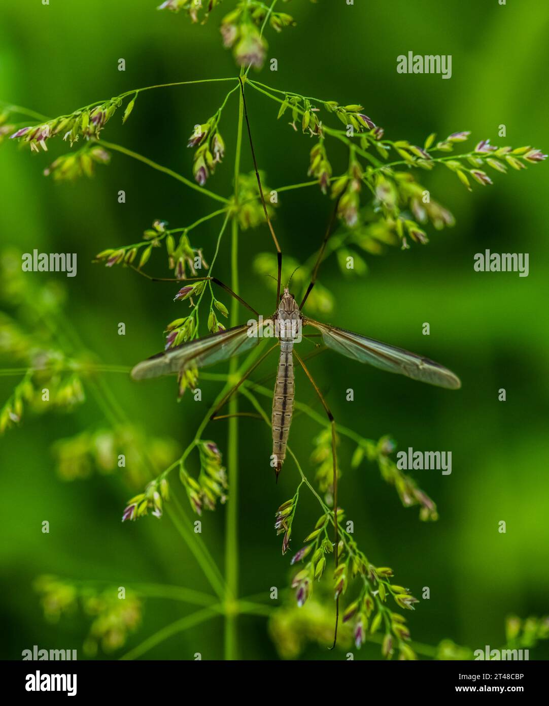 Cranefly, Daddy Long legs, Insect, Animal Stock Photo - Alamy
