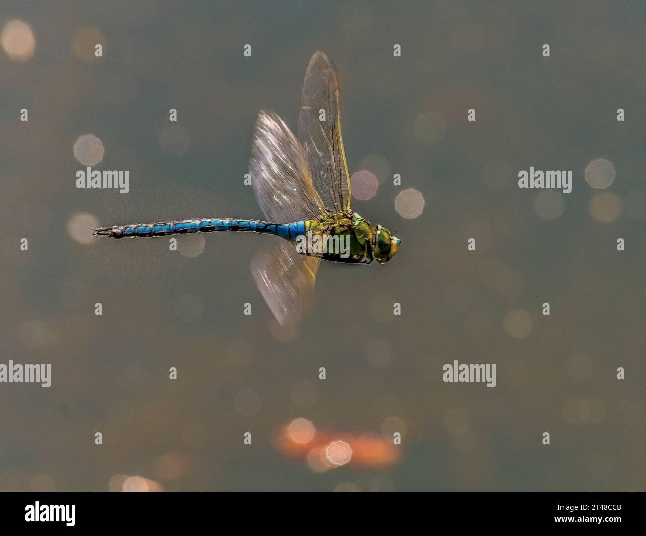 Emperor Dragonfly, (In Flight) Anax imperator, Insect Stock Photo - Alamy
