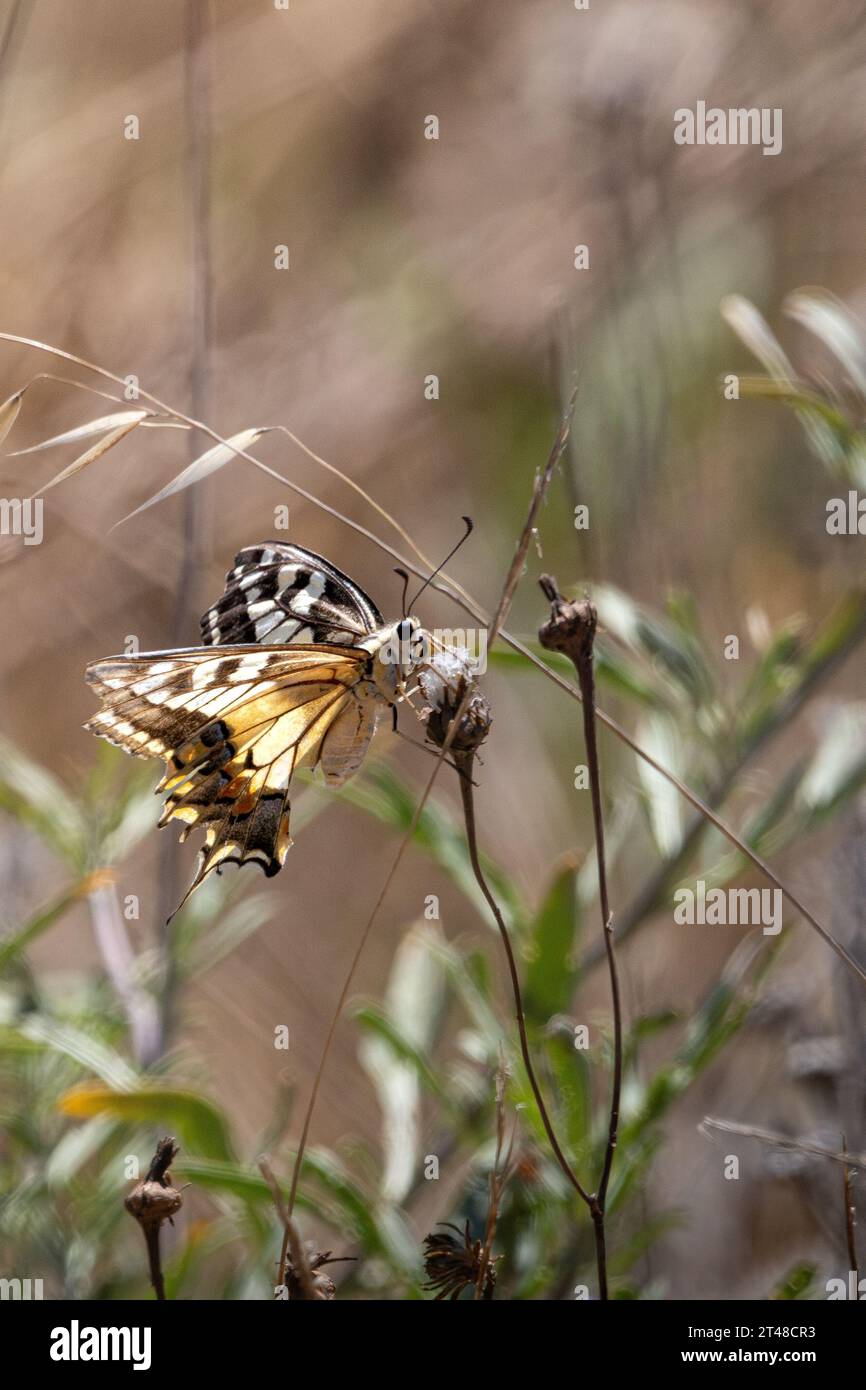 butterfly in the grasslands of Sicily, Italy Stock Photo - Alamy