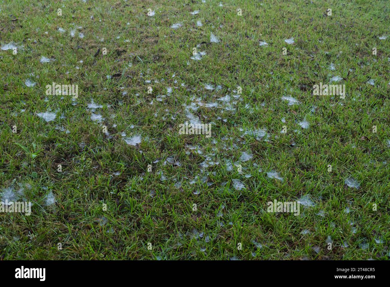 Spider webs over the lawn on a foggy Fall morning, creepy!!! Stock ...