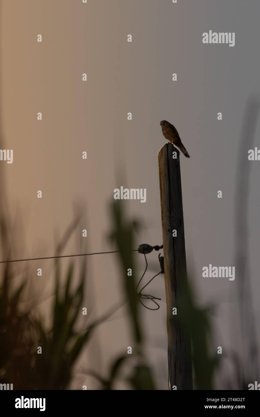 lesser kestrel sitting on perch Stock Photo - Alamy