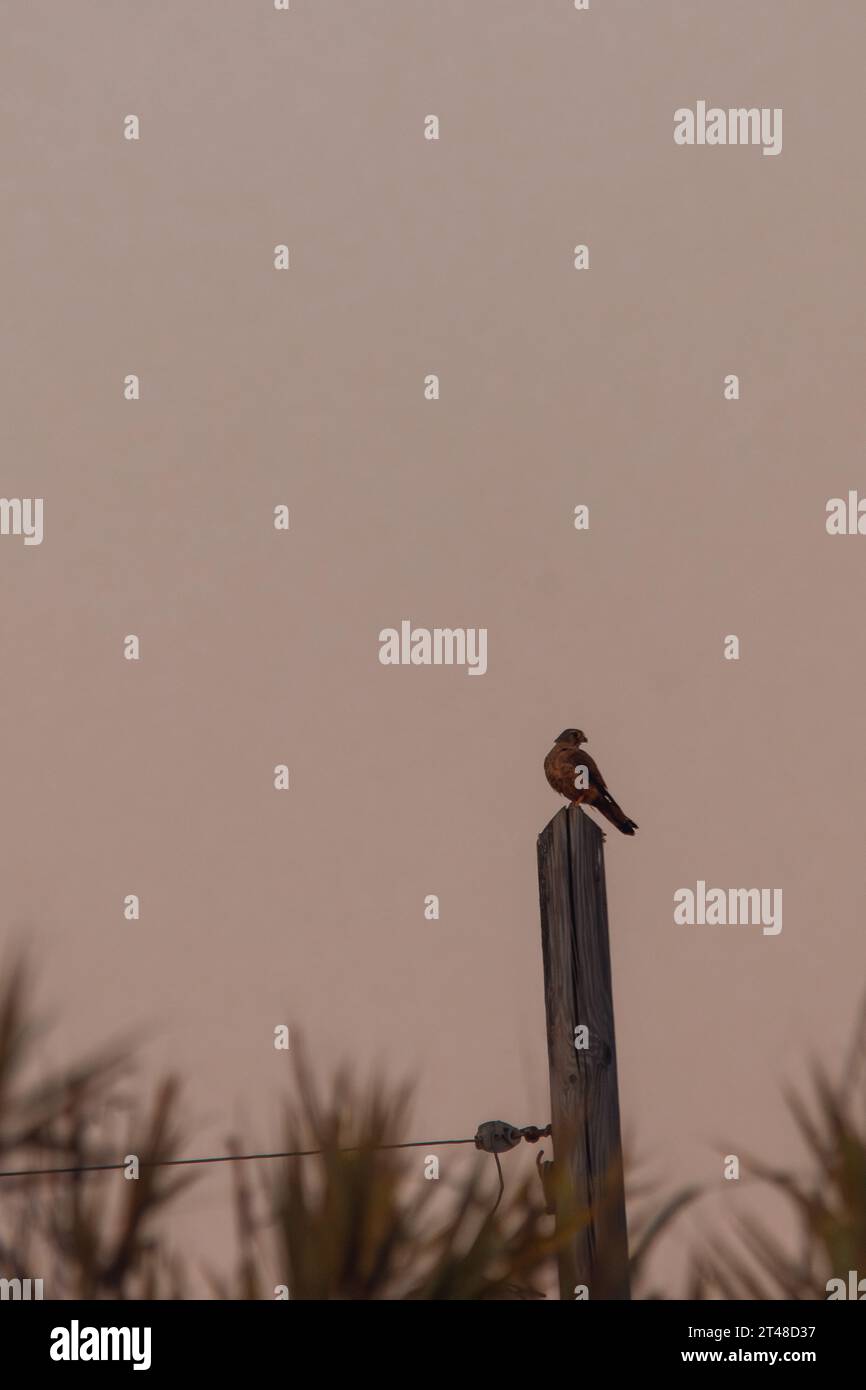 lesser kestrel sitting on perch Stock Photo - Alamy