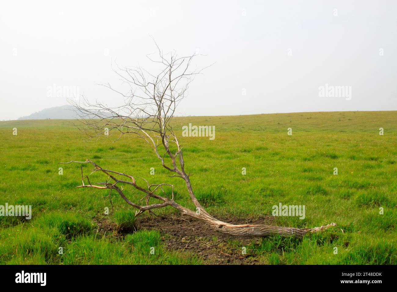 Dead trees in the WuLanBuTong grassland, Inner Mongolia autonomous ...