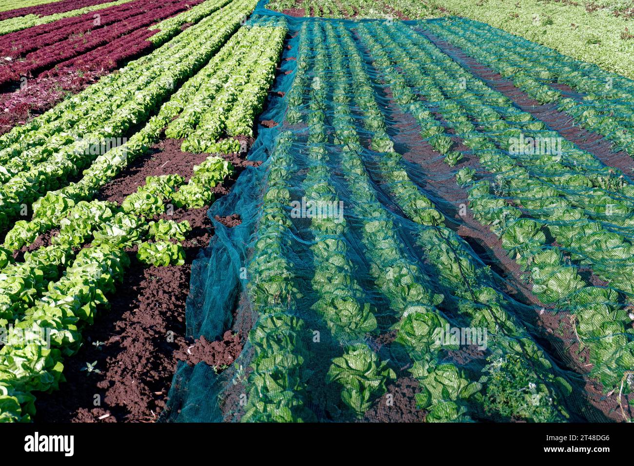 Agriculture, vegetable growing: perspective view of field with heads of ...