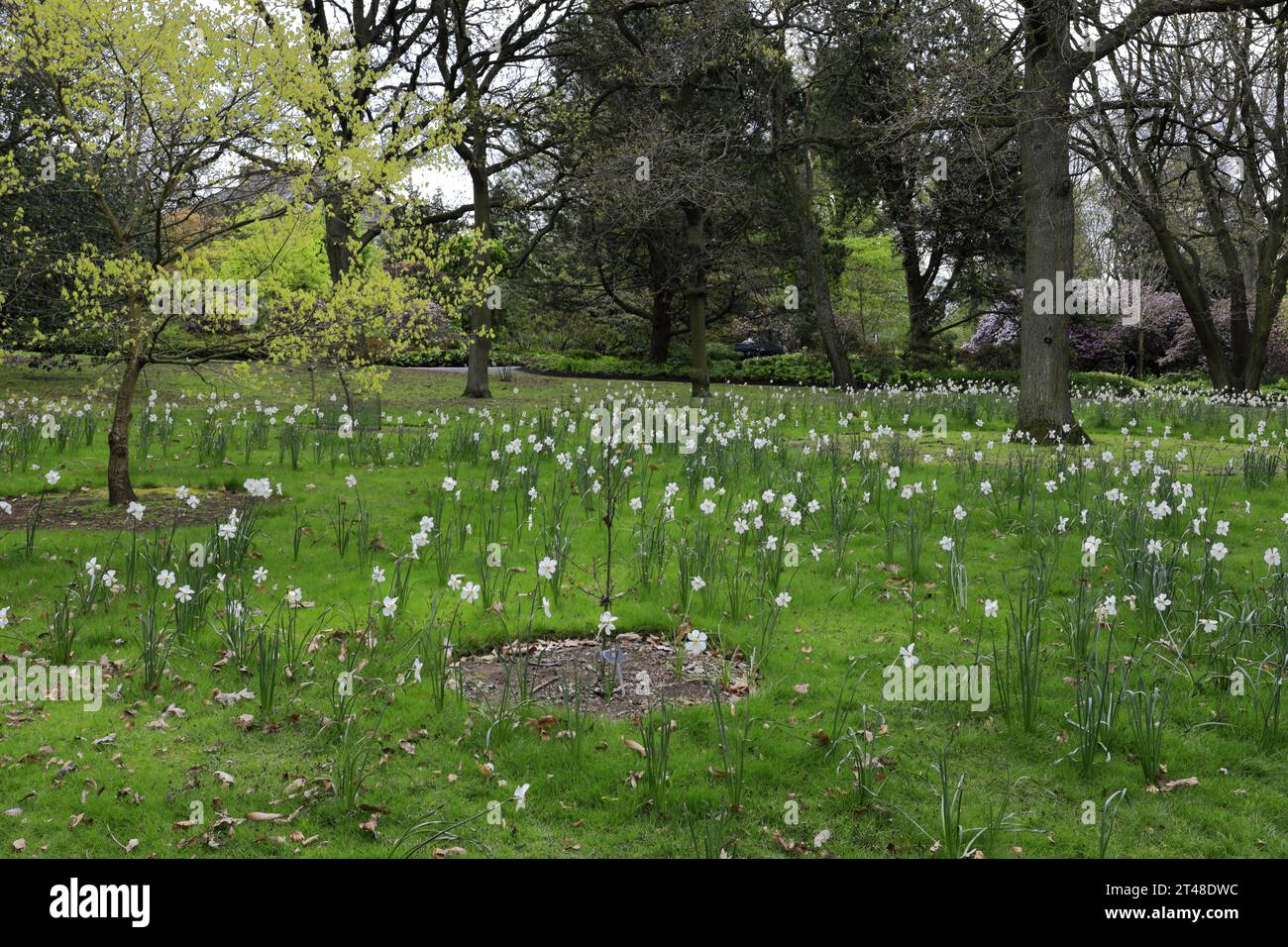 View over the Royal Botanic Gardens Edinburgh (RBGE), Scotland, UK ...
