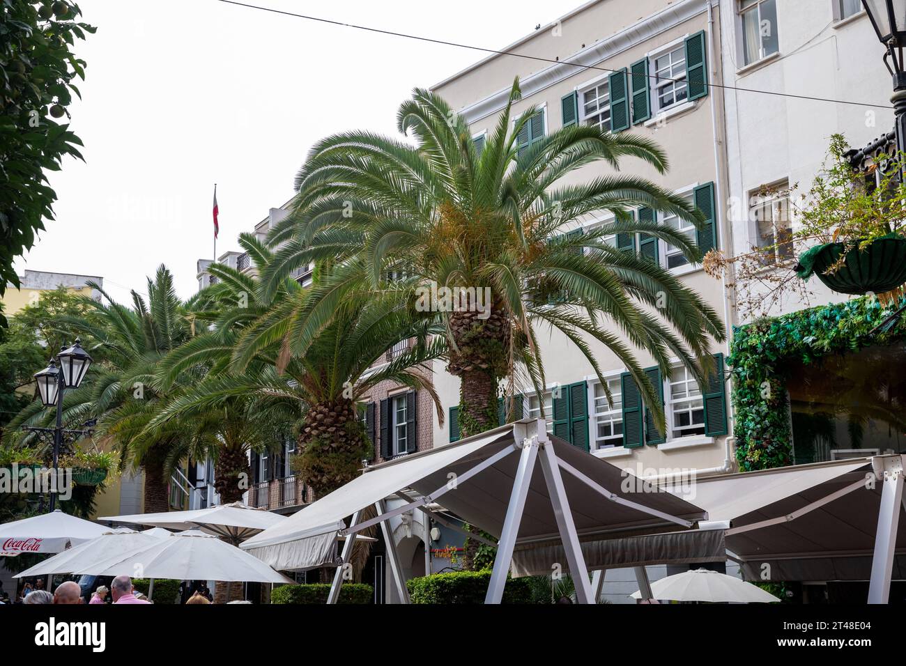 Palm trees in Gibraltar Stock Photo - Alamy