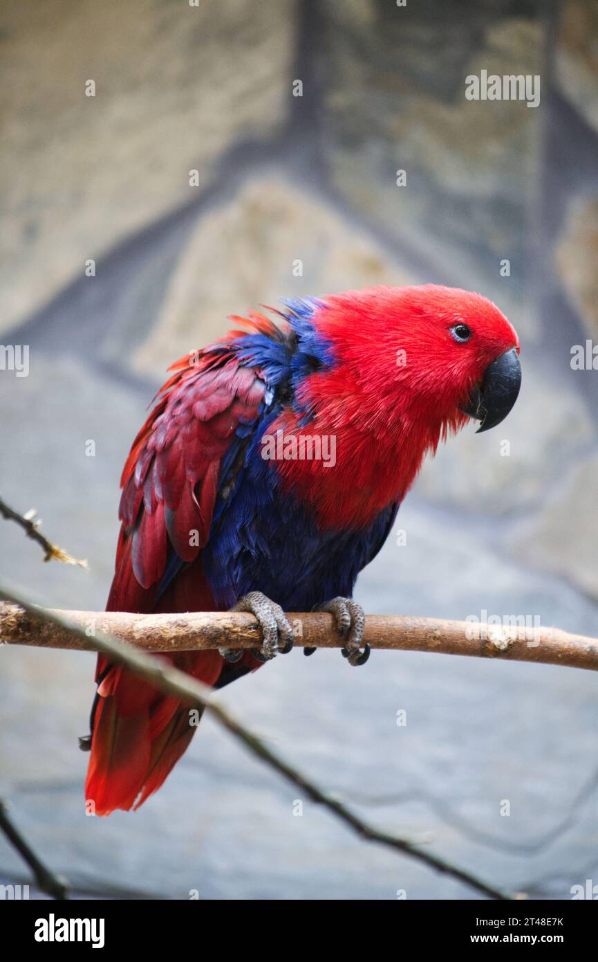 Roter ara papagei vogel hi-res stock photography and images - Alamy