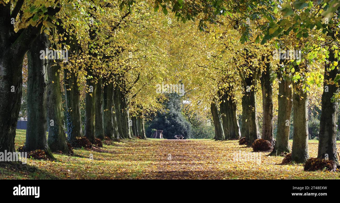 Moira, County Down, Northern Ireland, UK. 29th Oct 2023. UK weather ...