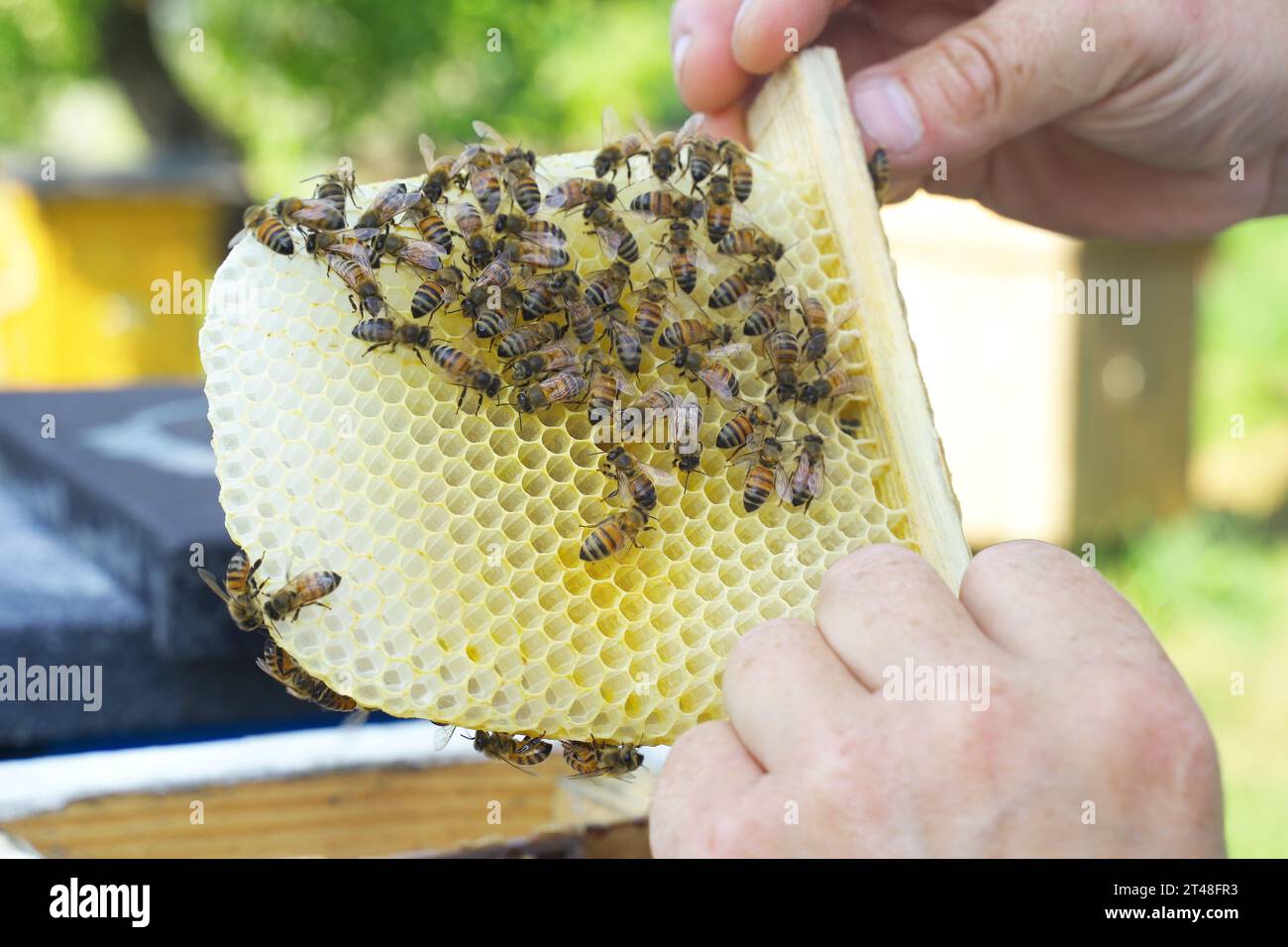 A beekeeper looks at a nesting frame made of a nucleus - a special hive ...