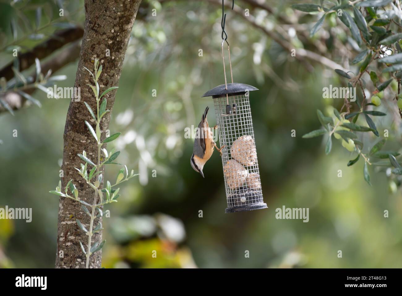 One Eurasian Nuthatch perches on a bird feeder in a garden in Provence ...