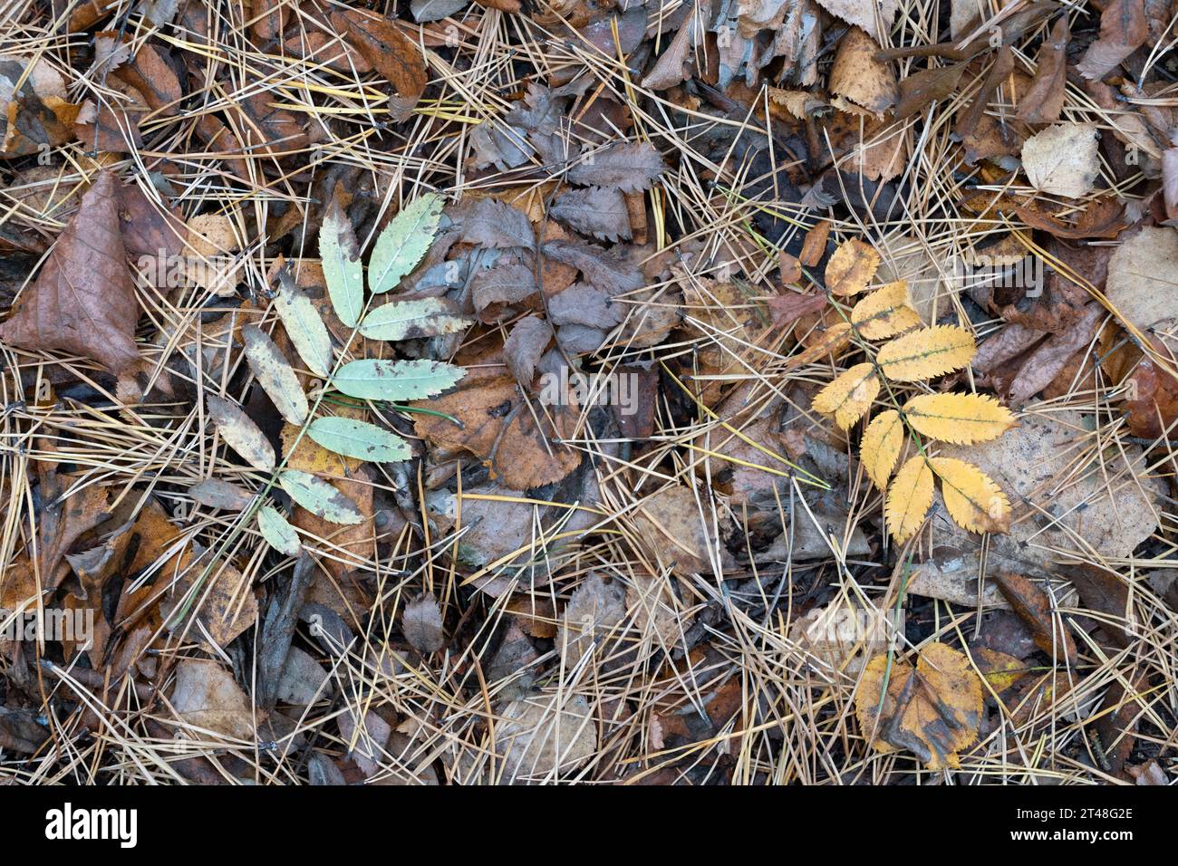 Withered nature scene hi-res stock photography and images - Alamy