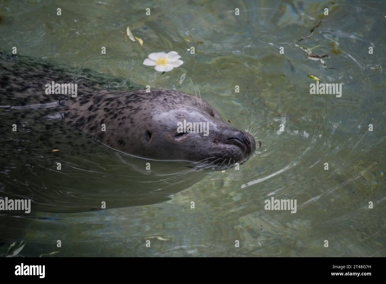 Robbe im wasser hi-res stock photography and images - Alamy