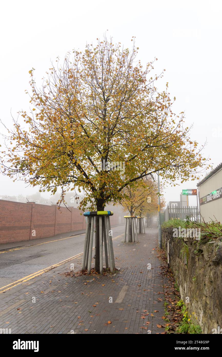 Autumnal trees with public art supports in the town of Middlesbrough ...
