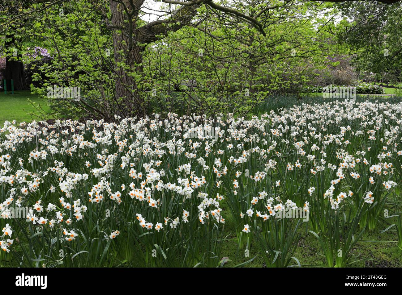 View over the Royal Botanic Gardens Edinburgh (RBGE), Scotland, UK ...