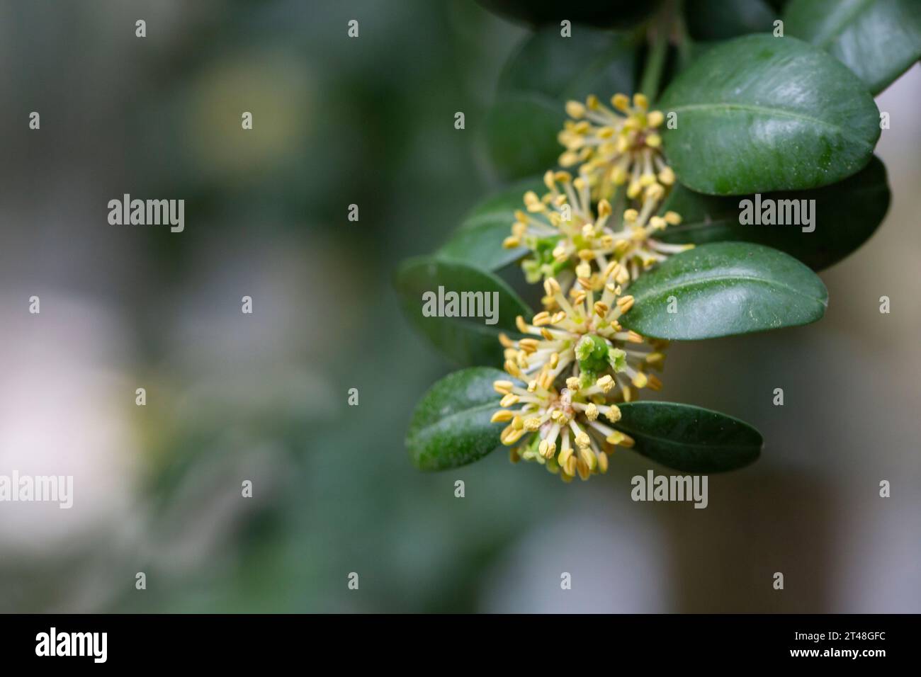 Blooming boxwood. Buxus sempervirens with yellow flowers. Yellow Buxus ...