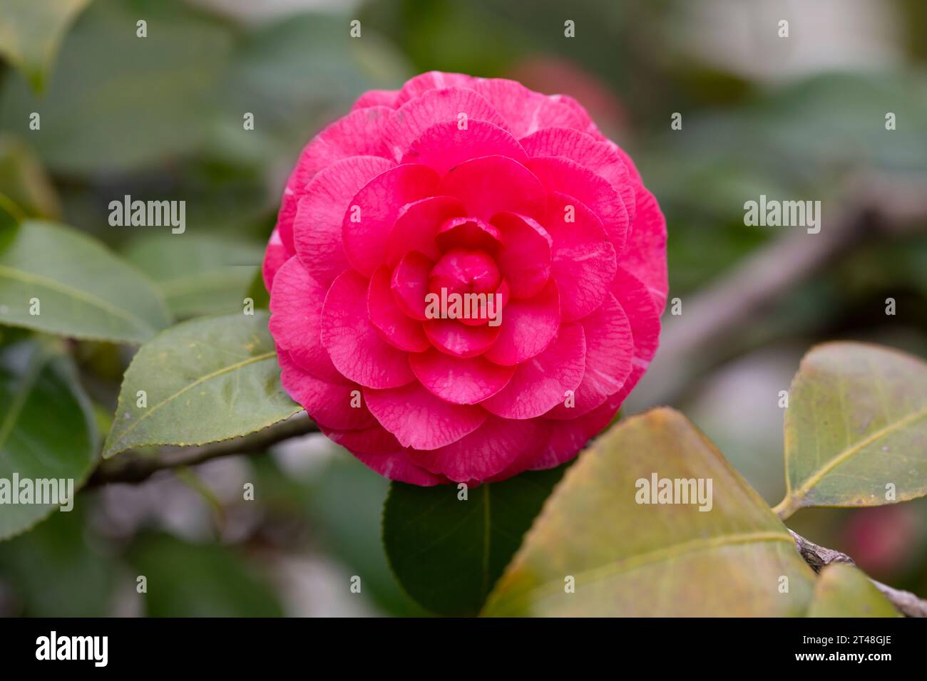 Middlemist Camelia-The rare plant, brought to Britain from China ...