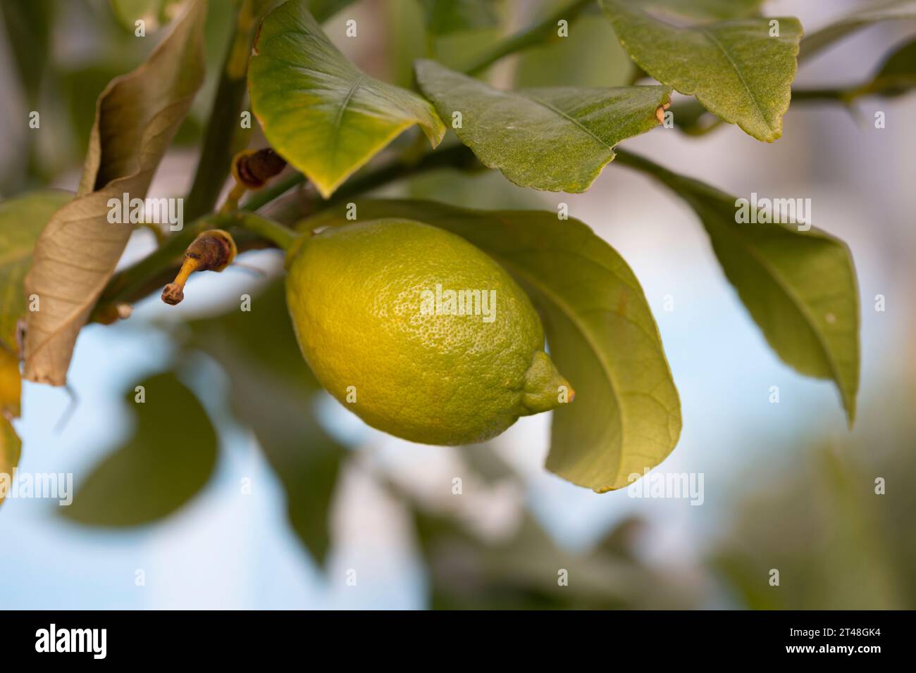 A green-yellow lemon on a branch in the garden on a sunny day Stock ...