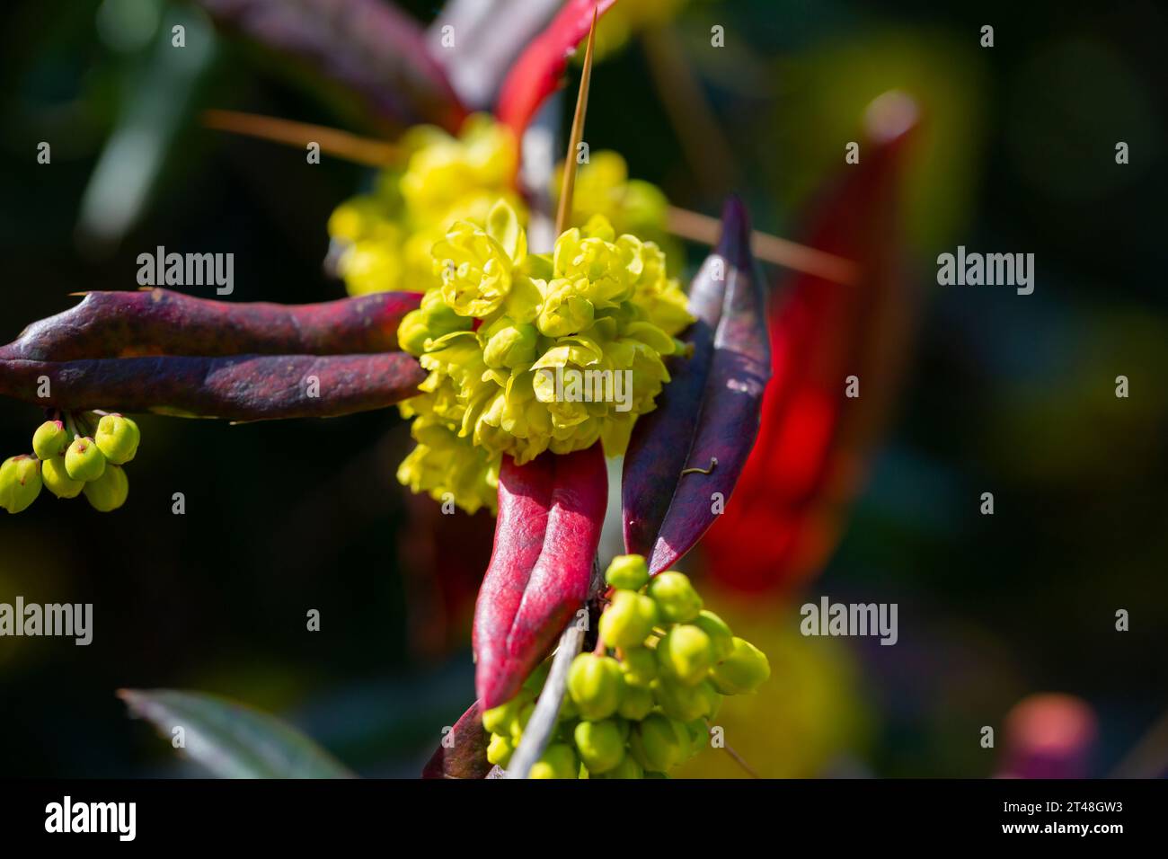 Japanese barberry. Yellow flowers. Berberis thunbergii. Flowering of ...