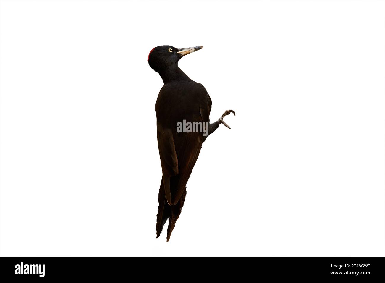 Black Woodpecker isolated on white background (Dryocopus martius) Bird ...