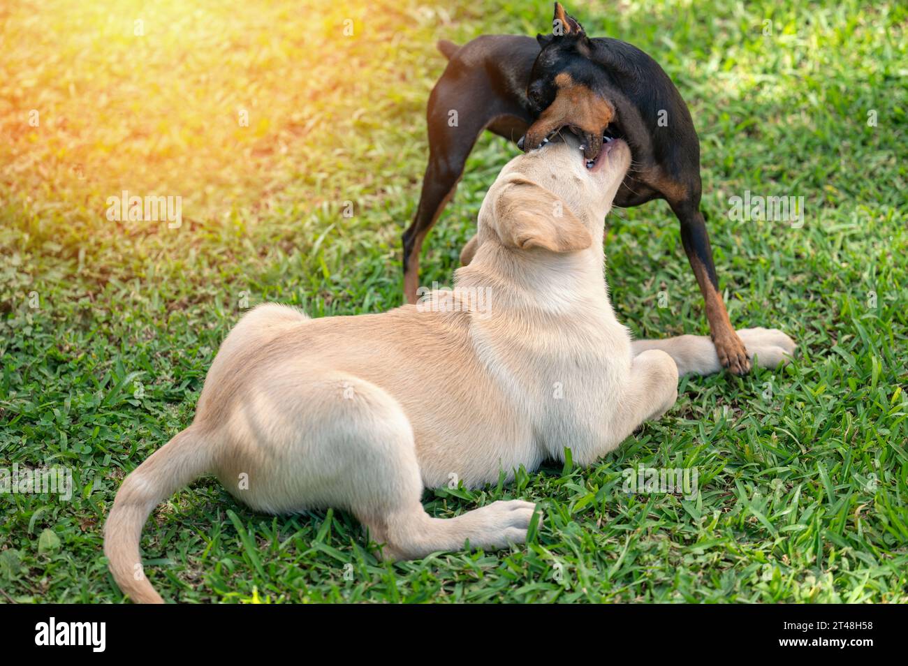 Playing biting nose two puppies on green grass background Stock Photo ...