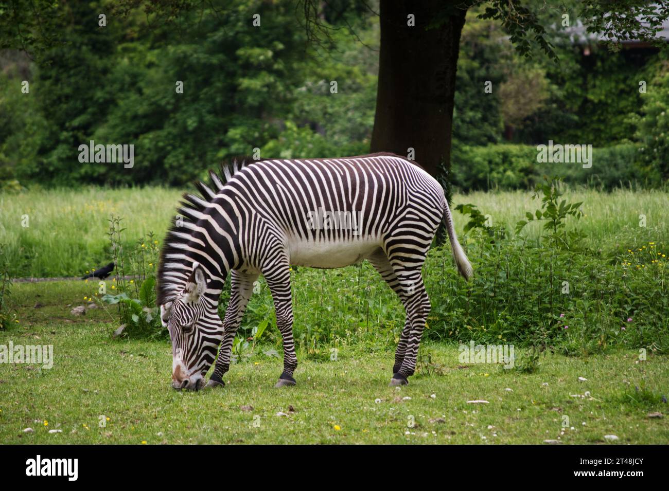 Zebras im Zoo Stock Photo - Alamy