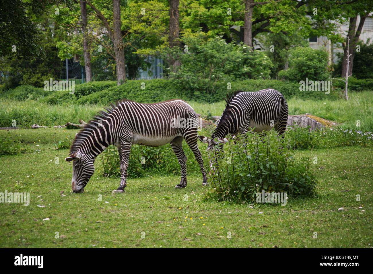 Zebras im Zoo Stock Photo - Alamy