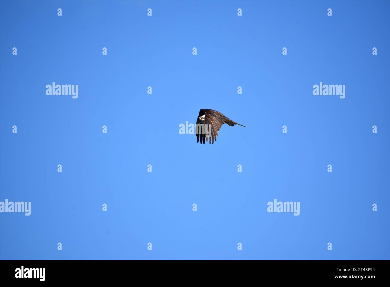 Fantastic fish hawk bird with wings folded in flight in blue skies ...