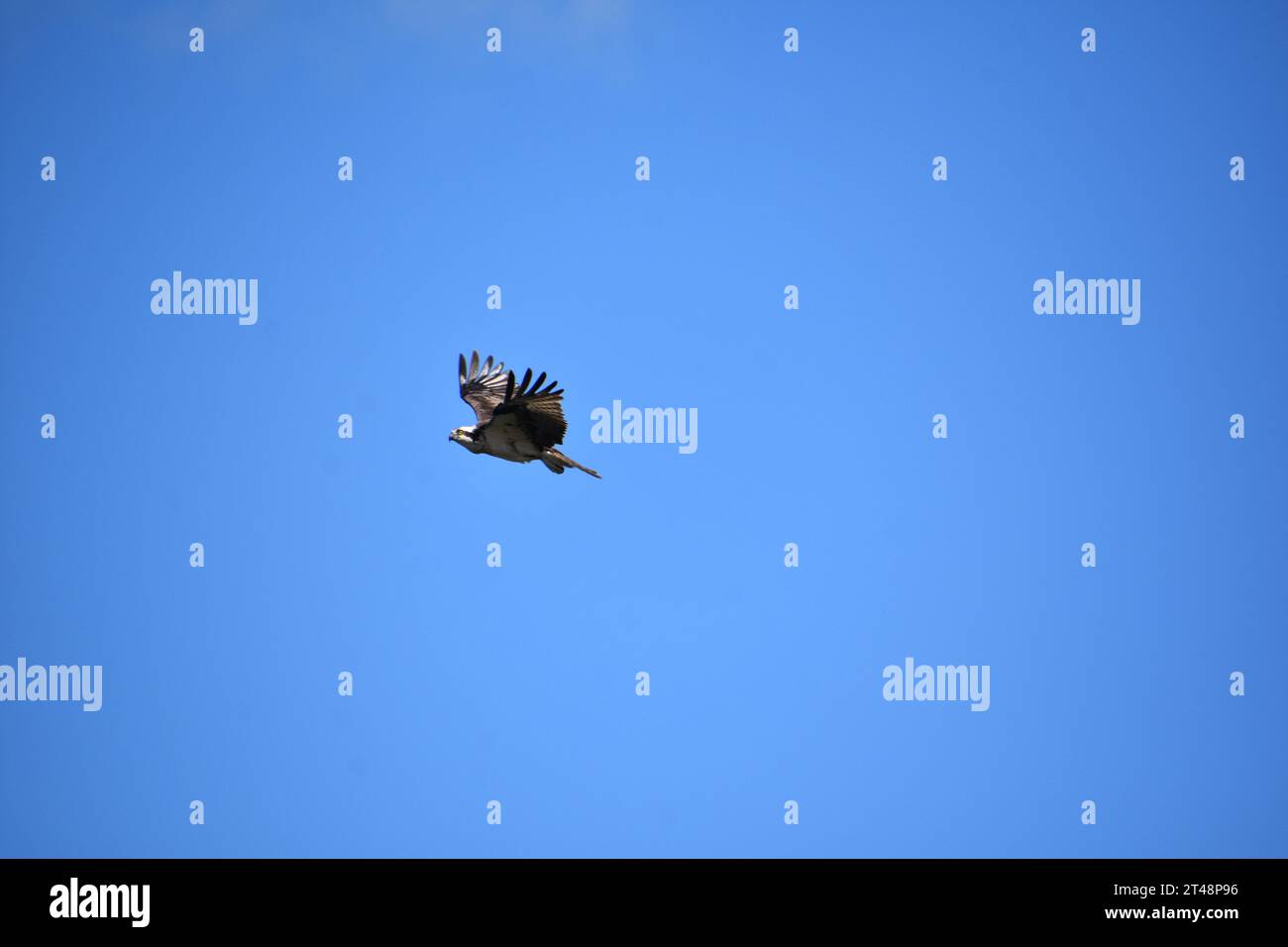 Osprey with feathers in the wings spread out in flight Stock Photo - Alamy