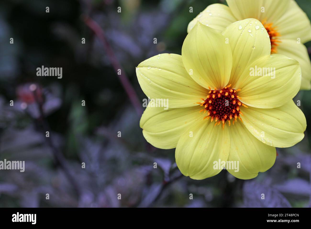 Single flowered dahlia hi-res stock photography and images - Alamy