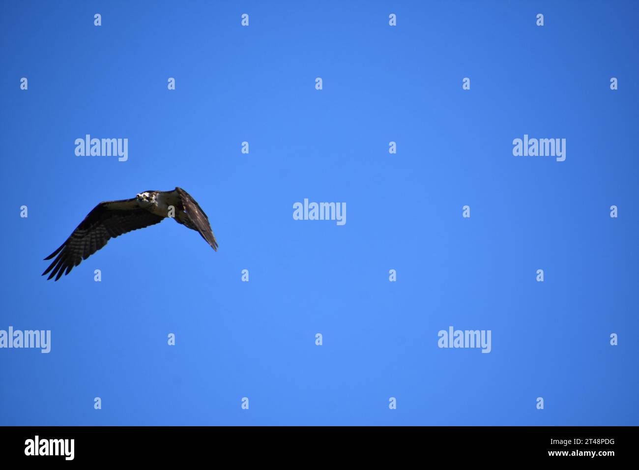 Beautiful flying osprey bird in brilliant blue skies with wings ...