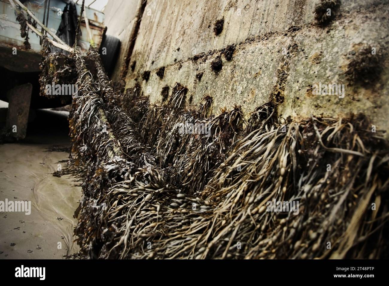 Bladderwrack seaweed on ropes at low tide Stock Photo - Alamy