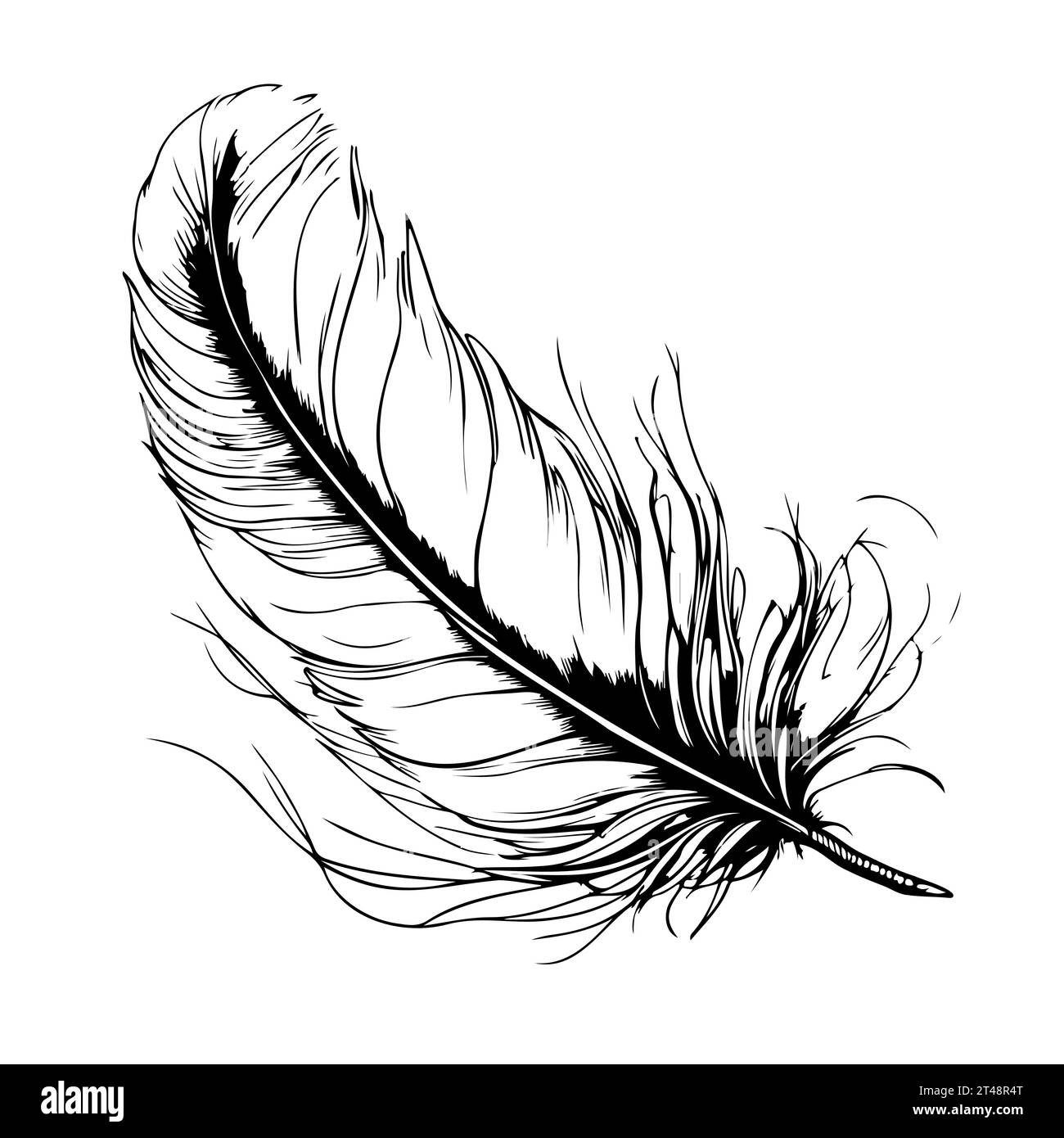 outline feathers vector sketch black and white line art hand drawn ...