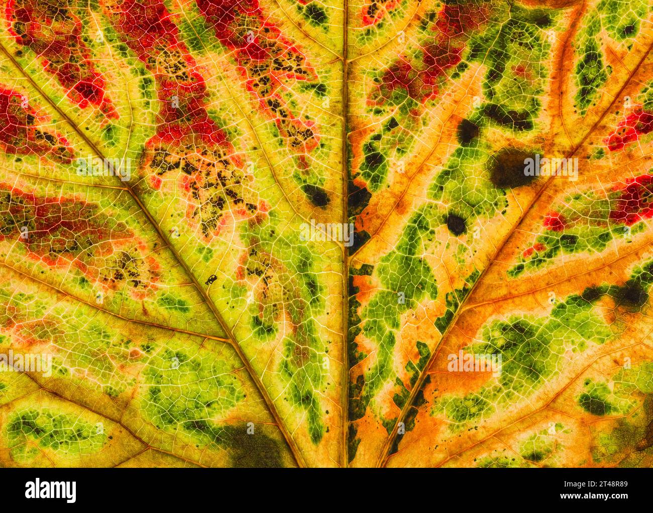 Three lobed leaf hi-res stock photography and images - Alamy