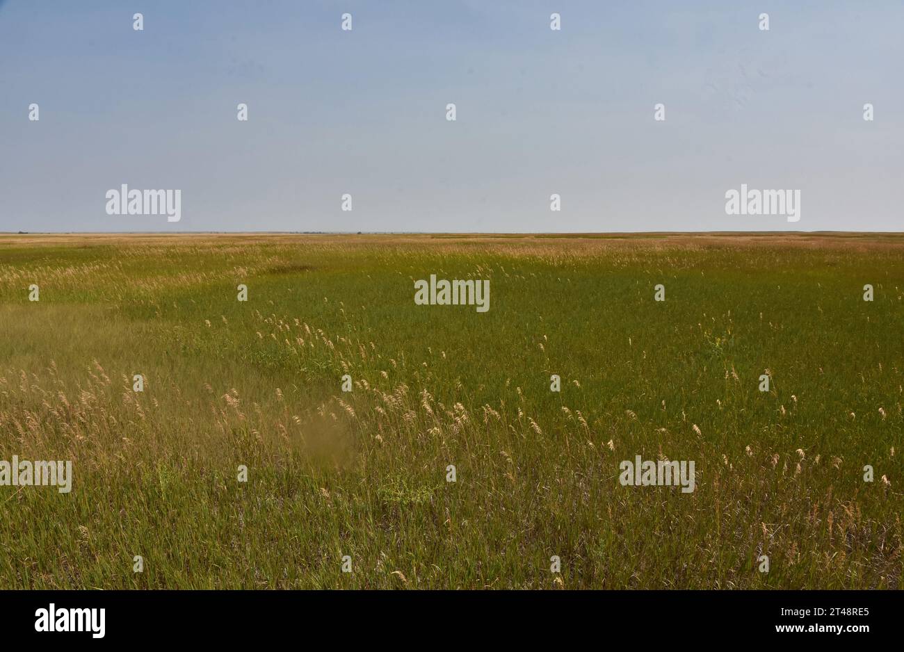 Grasslands and prairie grasses under blue skies in the Badlands Stock ...