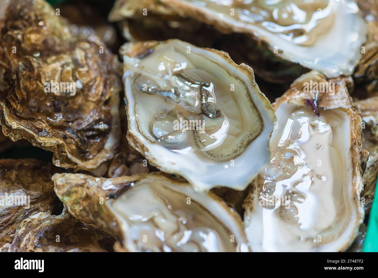 Fresh oysters opening Stock Photo - Alamy