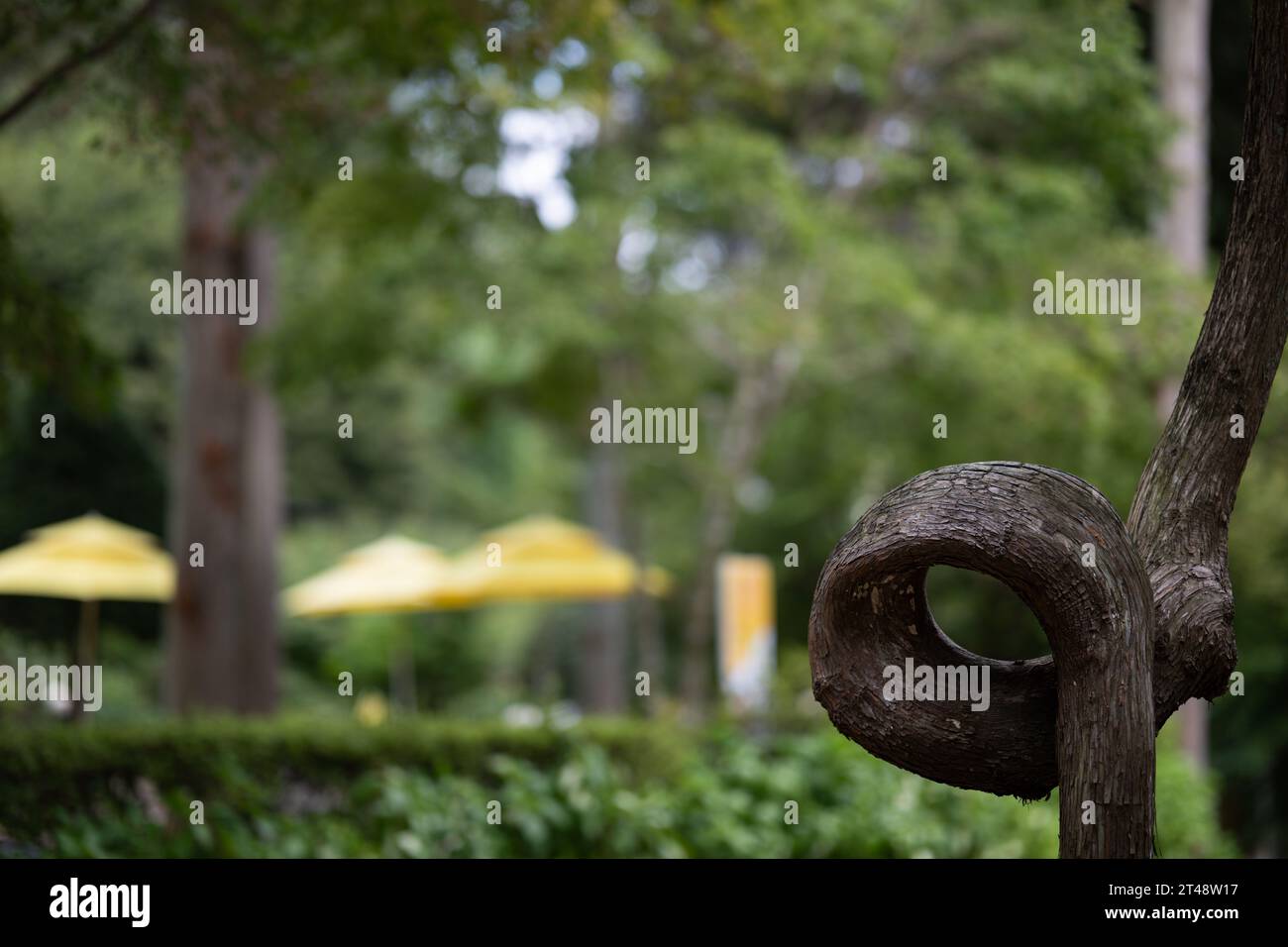 A mature tree in a rural environment with an unusual protruding branch ...