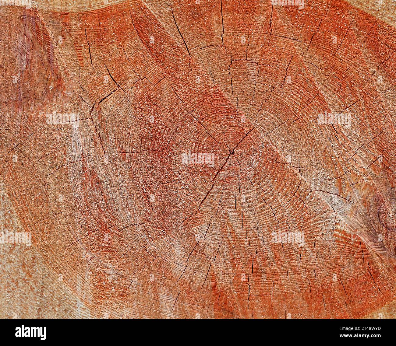 Wooden background felled tree apricot crush color Stock Photo - Alamy