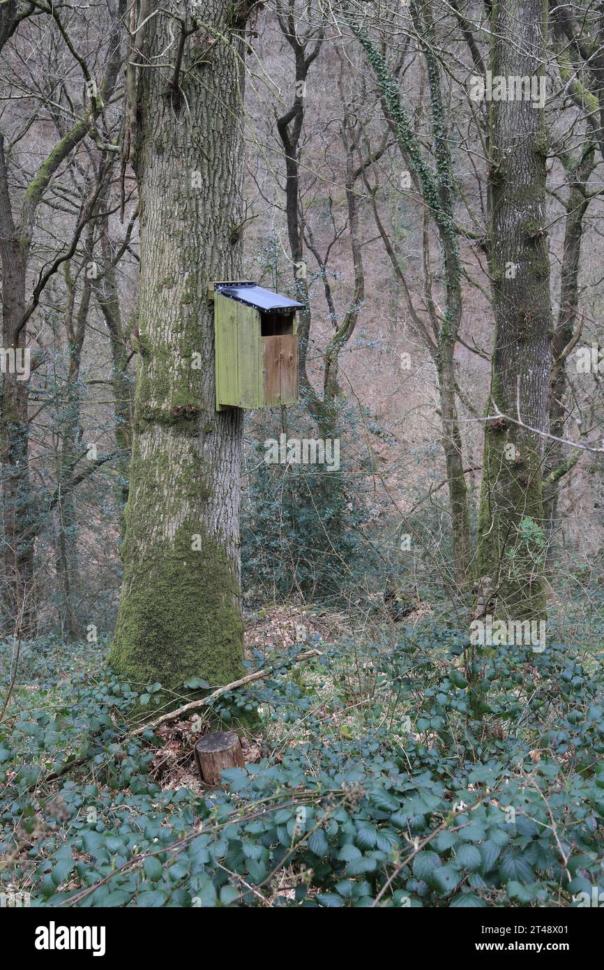 Bird nesting box fixed to a tree in a wooded nature reserve, Mid Wales ...