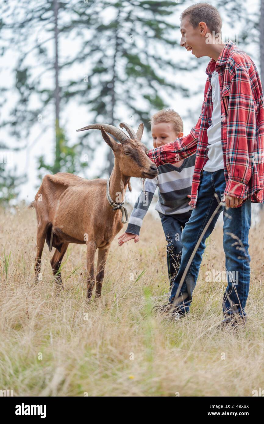 Children on rural farm field playing with farm goats. High quality ...