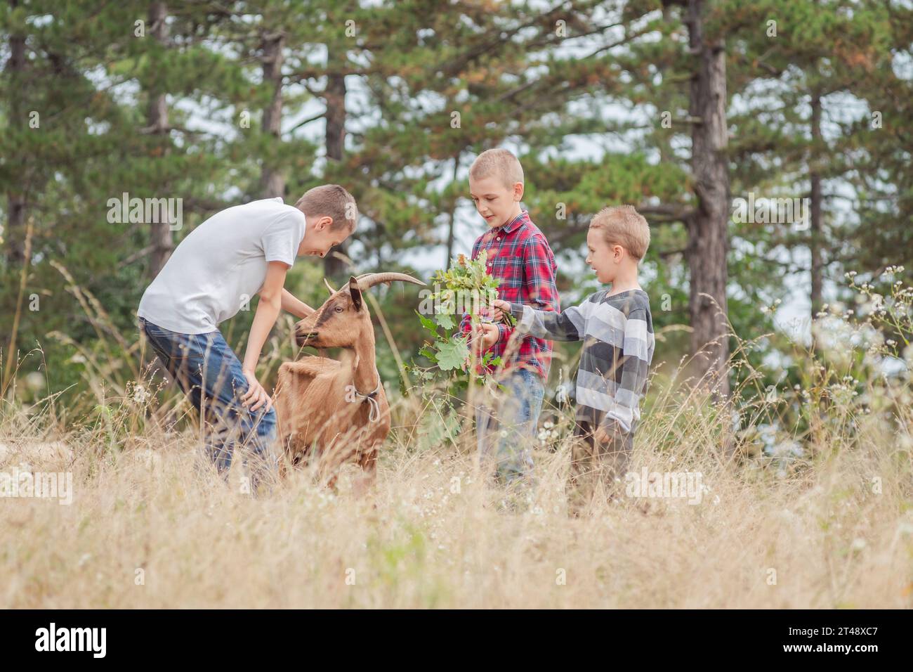 Children on rural farm field playing with farm goats. High quality ...