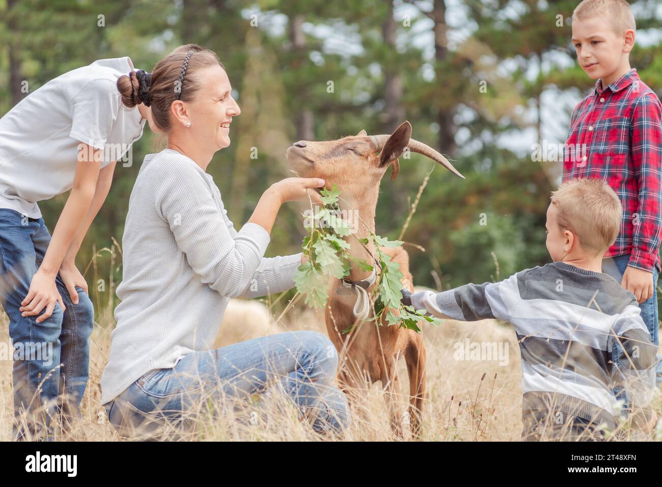 Children on rural farm field playing with farm goats. High quality ...