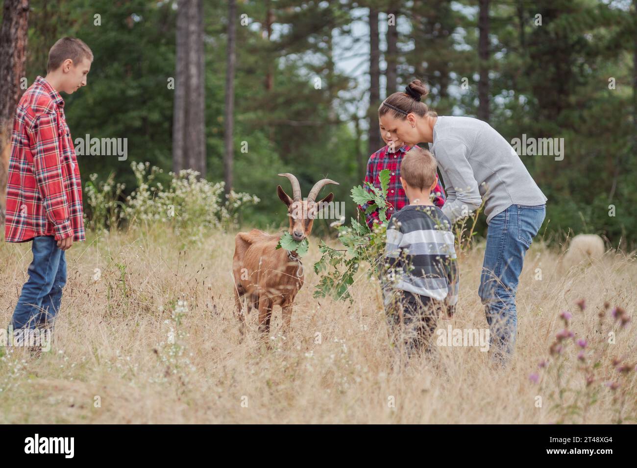 Children on rural farm field playing with farm goats. High quality ...