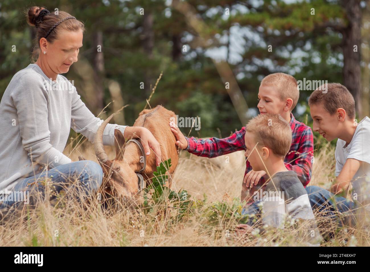 Children on rural farm field playing with farm goats. High quality ...