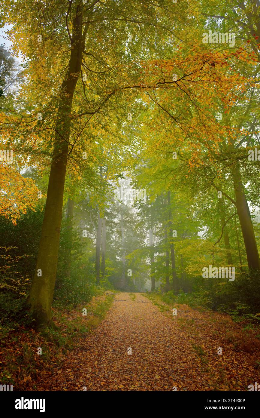 Beautiful Pathway through the autumn park in Germany Stock Photo - Alamy