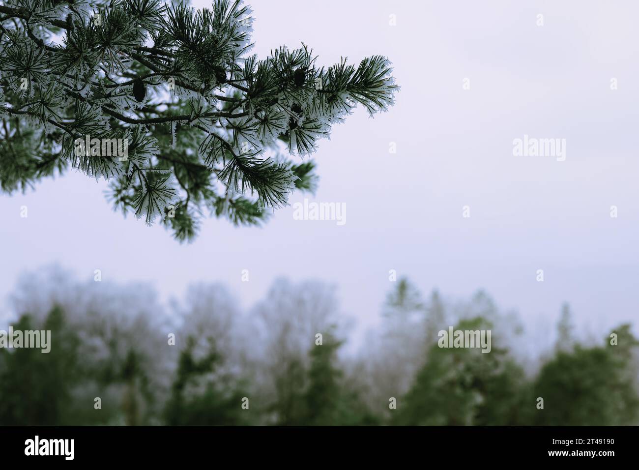 Beautiful winter frost branches hi-res stock photography and images - Alamy
