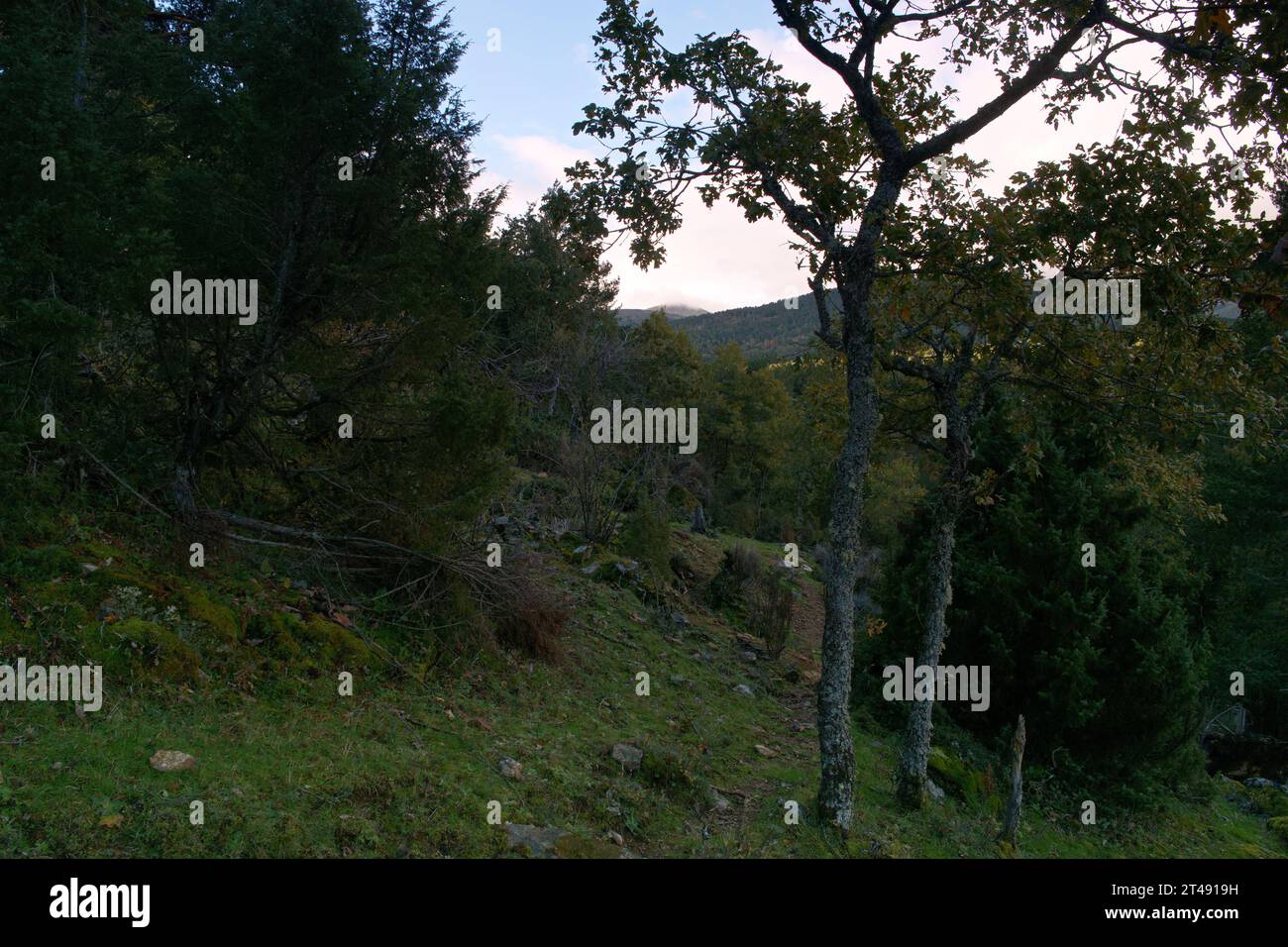 mountains, landscape, view, trees Stock Photo - Alamy