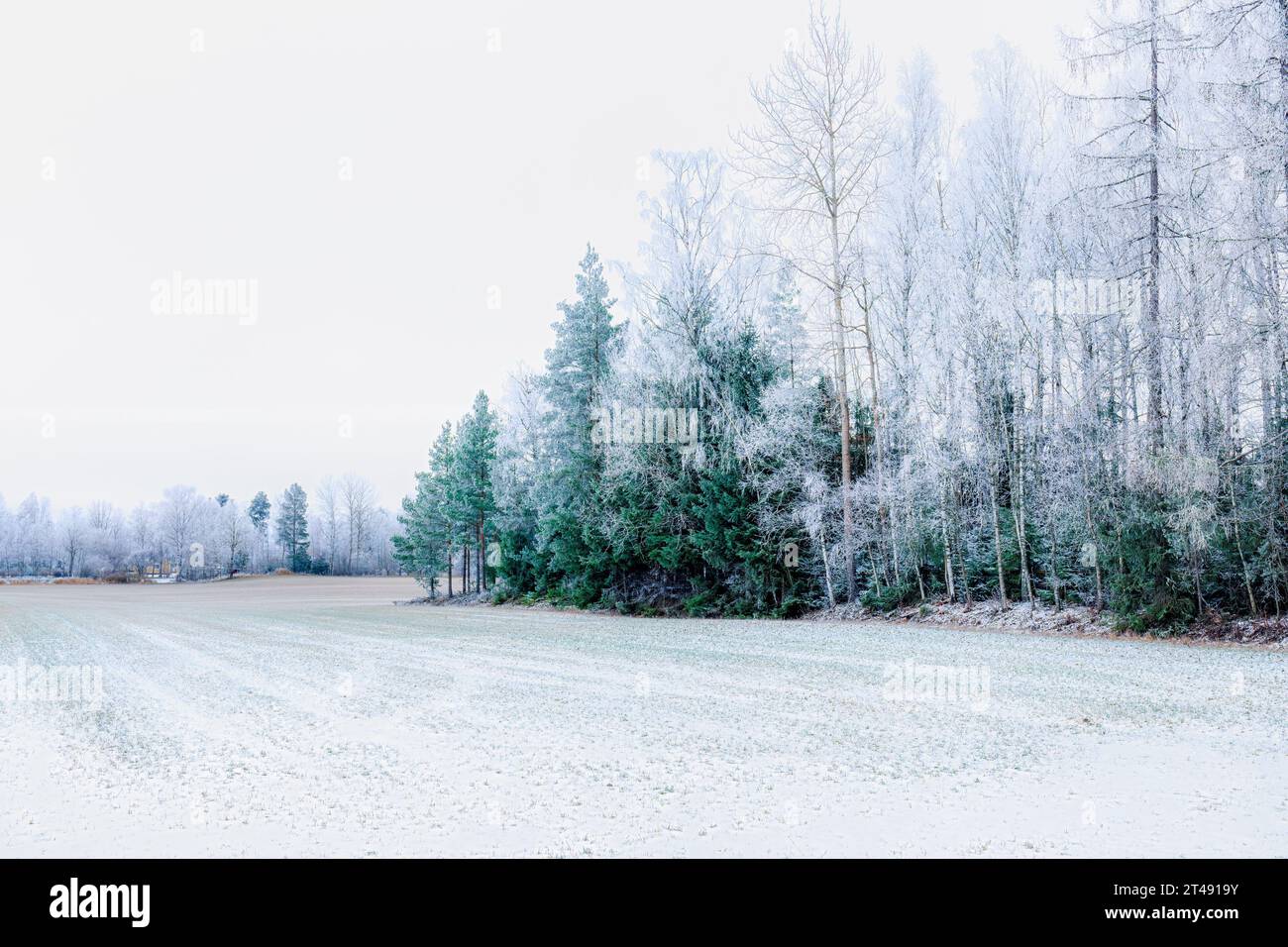 Snow frosty winter trees hi-res stock photography and images - Alamy