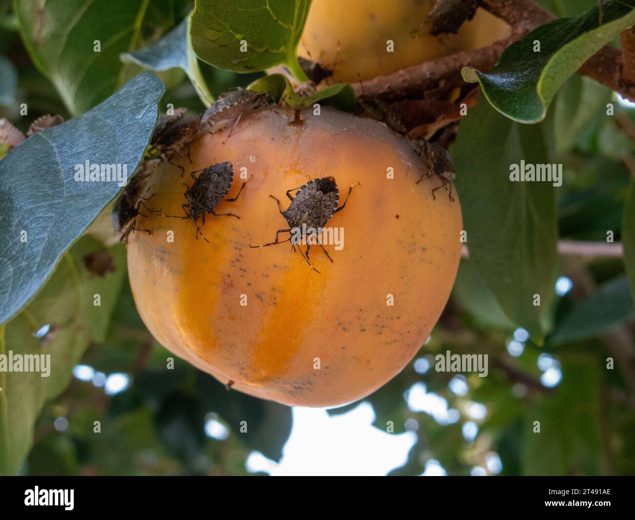 Asian bug infestation in Italian orchards - Persimmon plant damaged by ...