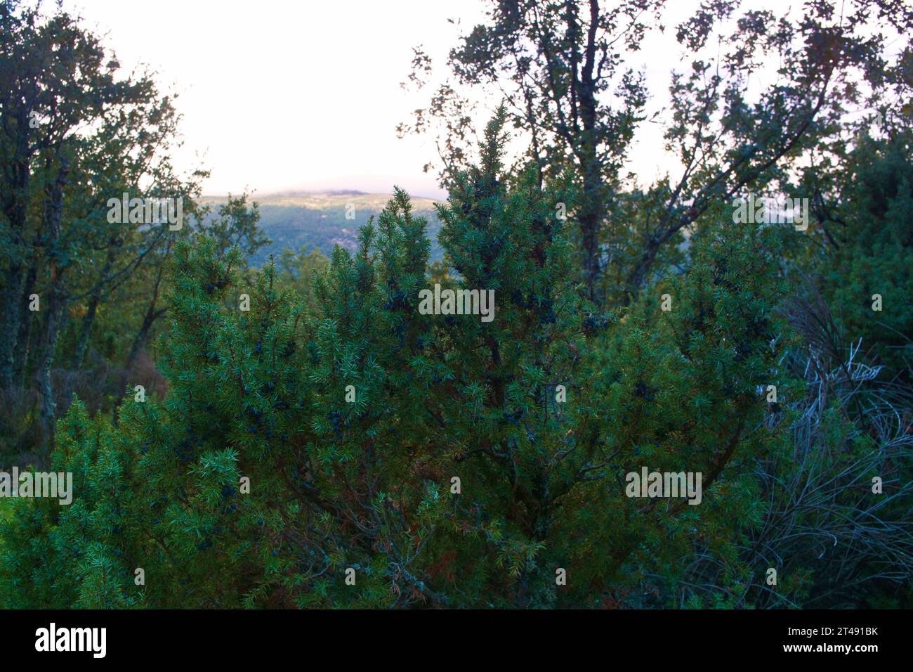 mountains, landscape, view, trees Stock Photo - Alamy