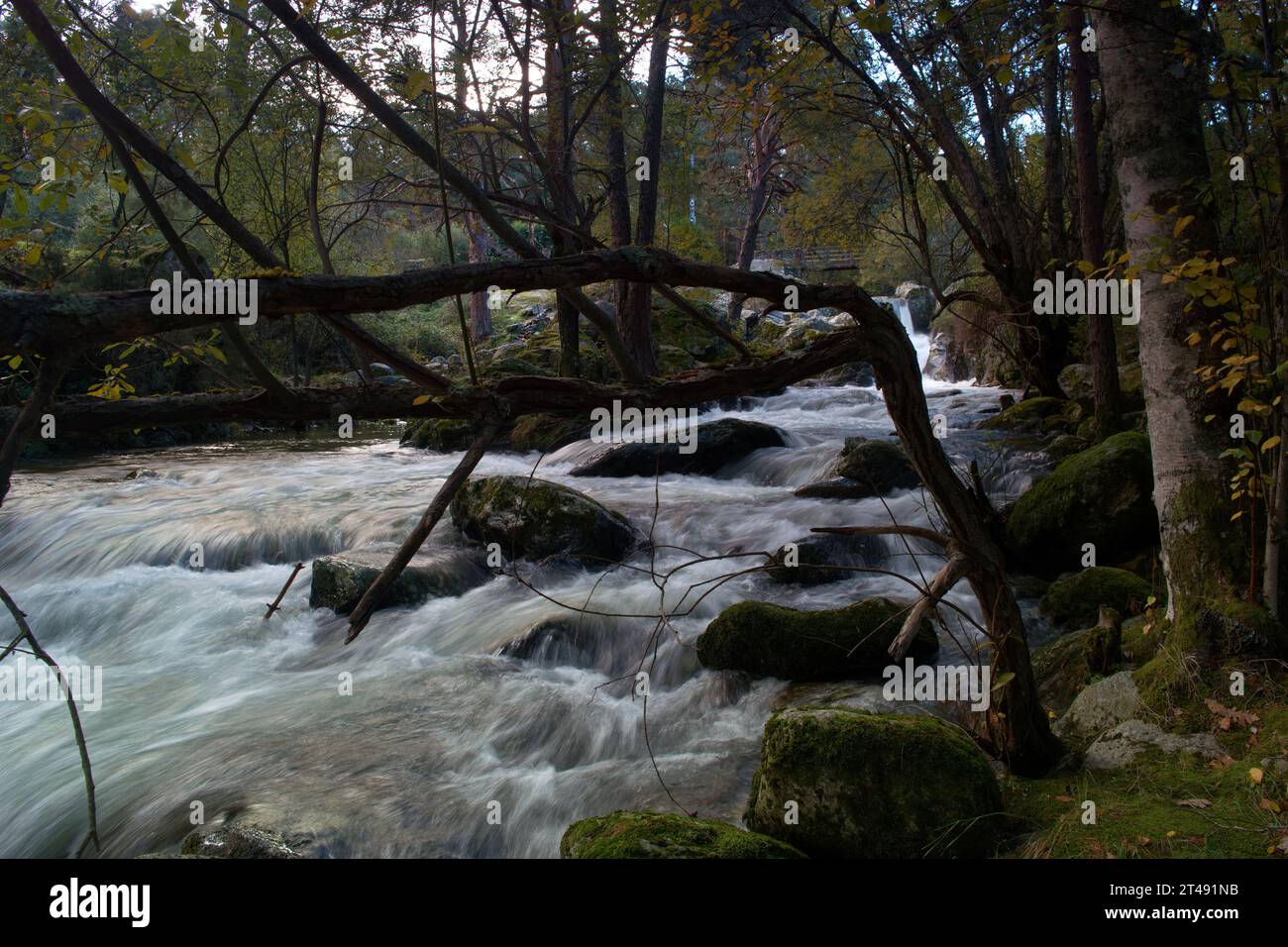 Cascade, water, stream, river, forest, trees Stock Photo - Alamy